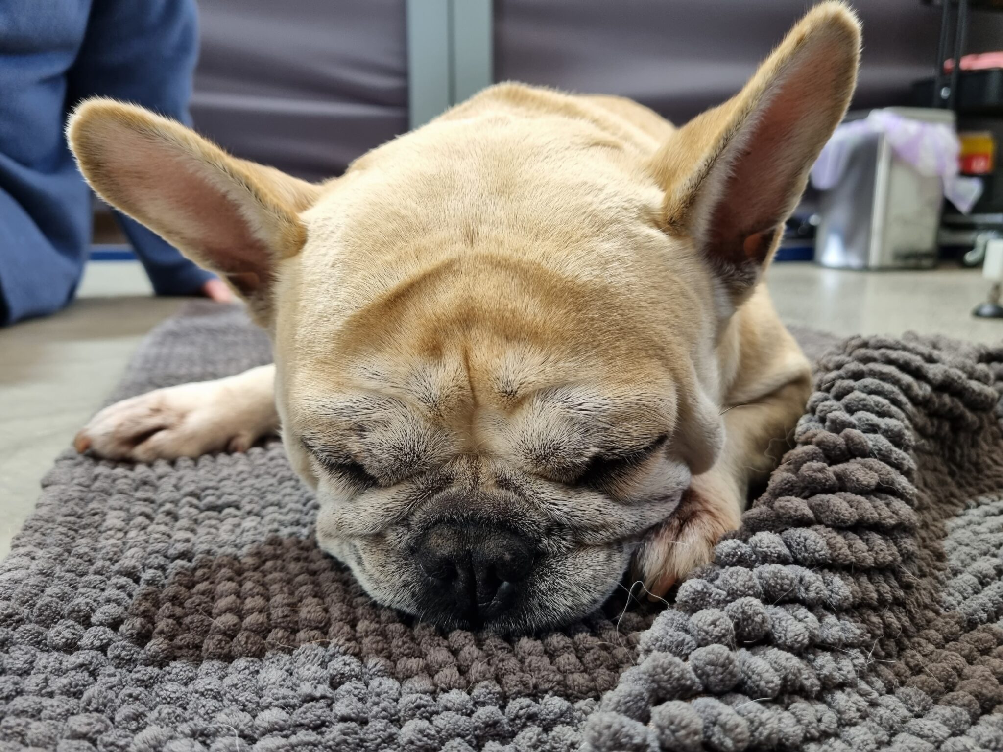 Information For Vets | The Dog Osteopath