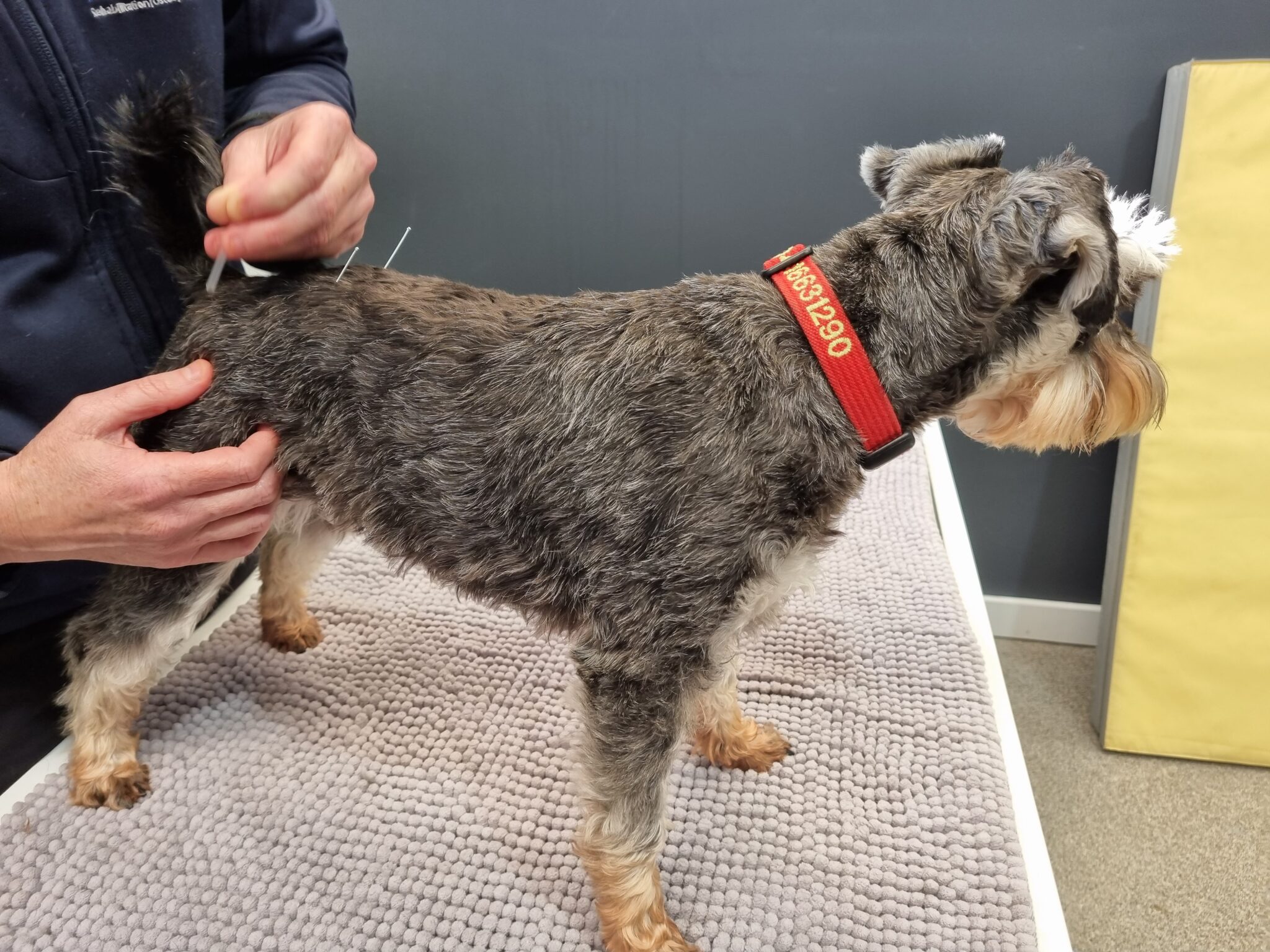 Dry Needling for Dogs | The Dog Osteopath